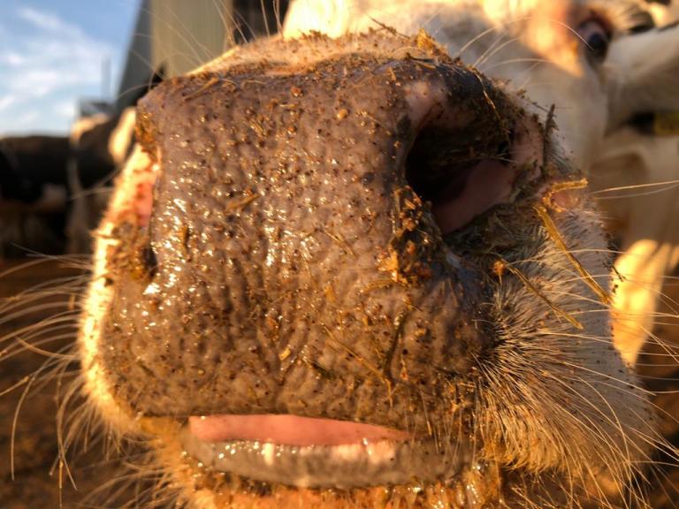 Infectious Bovine Rhinotracheitis – be aware, understand and plan ...