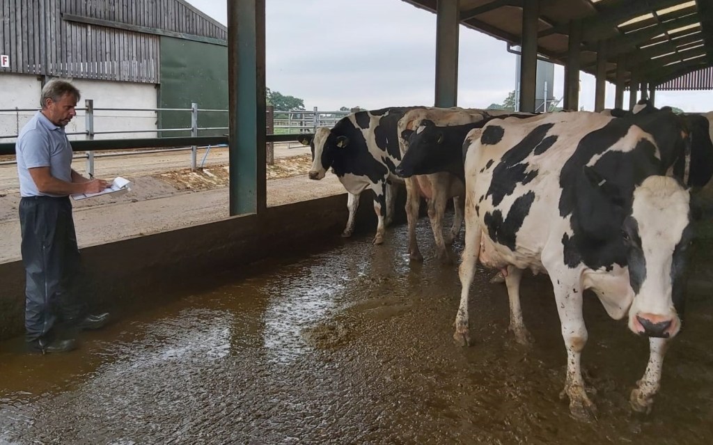 Mobility scoring – A simple step to stamp out lameness - Promar UK