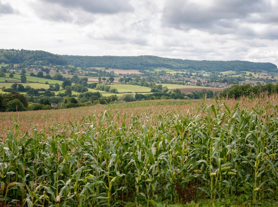 Is your maize crop causing you concern? - Promar UK