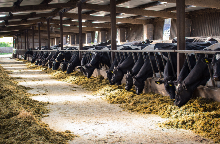 Easing the pressure on forage stocks - Promar UK