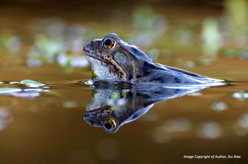 Ghost ponds - bringing the past back to life - Promar UK